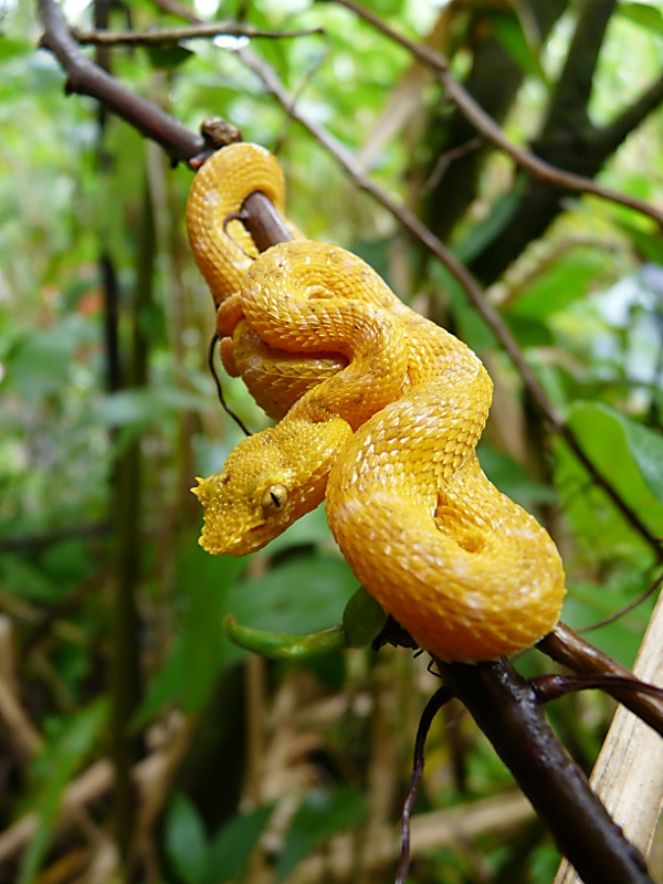 ECOSISTEMAS DE COSTA RICA: BOSQUE TROPICAL MUY HÚMEDO PREMONTANO
