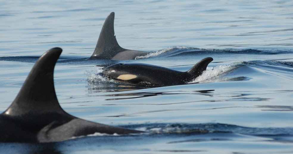 No Mar Profundo: Orcas entram na menopausa para evitarem competição com ...