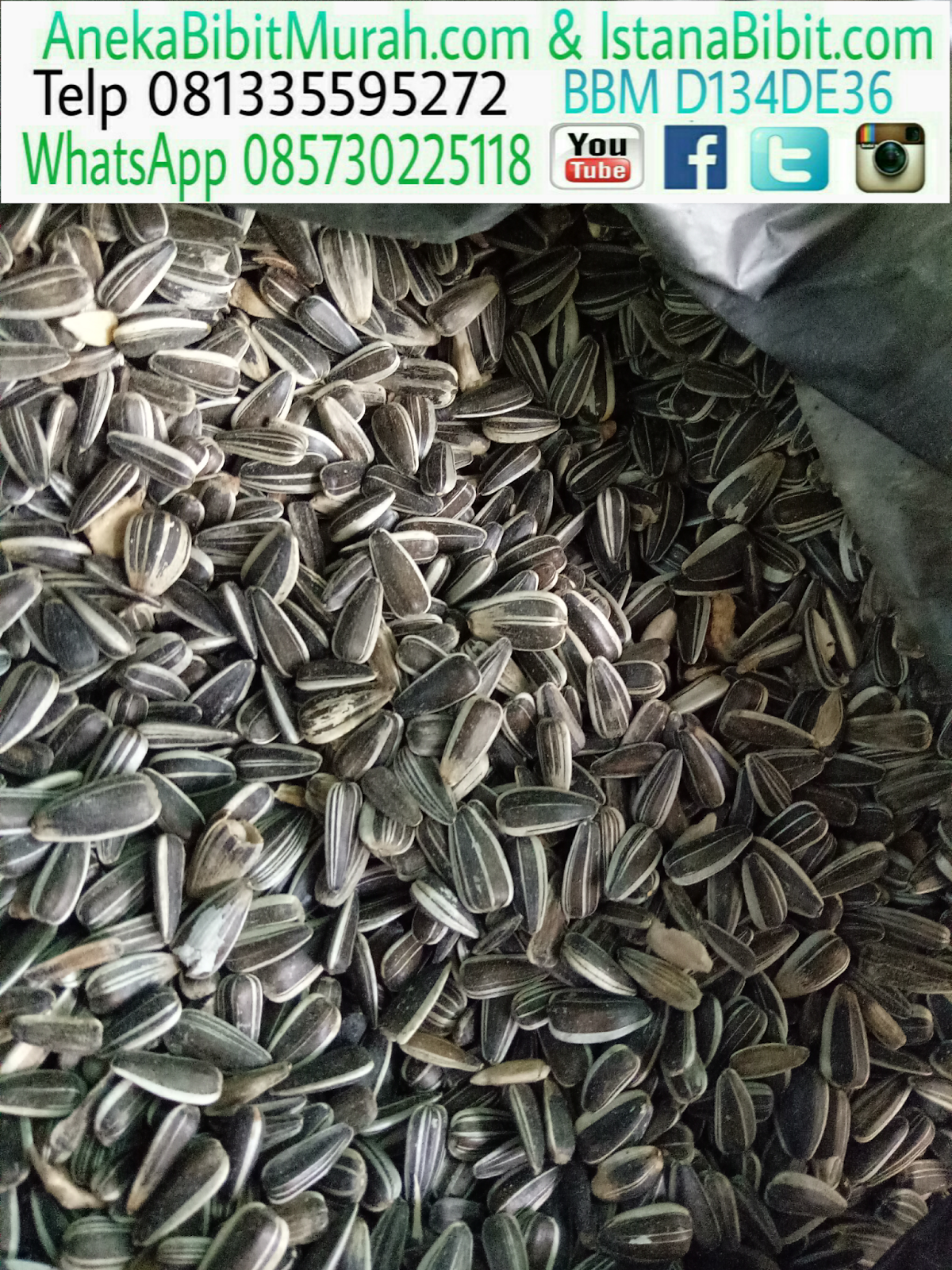 Fantastis 12+ Bunga Matahari Kuaci - Gambar Bunga Indah