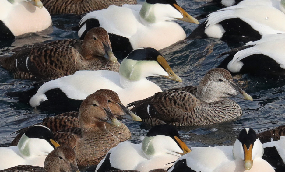The Bruce Mactavish Newfoundland Birding Blog: Borealis Common Eider in ...
