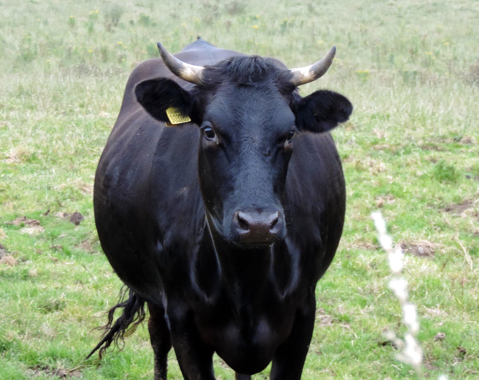 The Glebe Blog: Wigtownshire Ramblers Port Logan to Damnaglaur July 2014