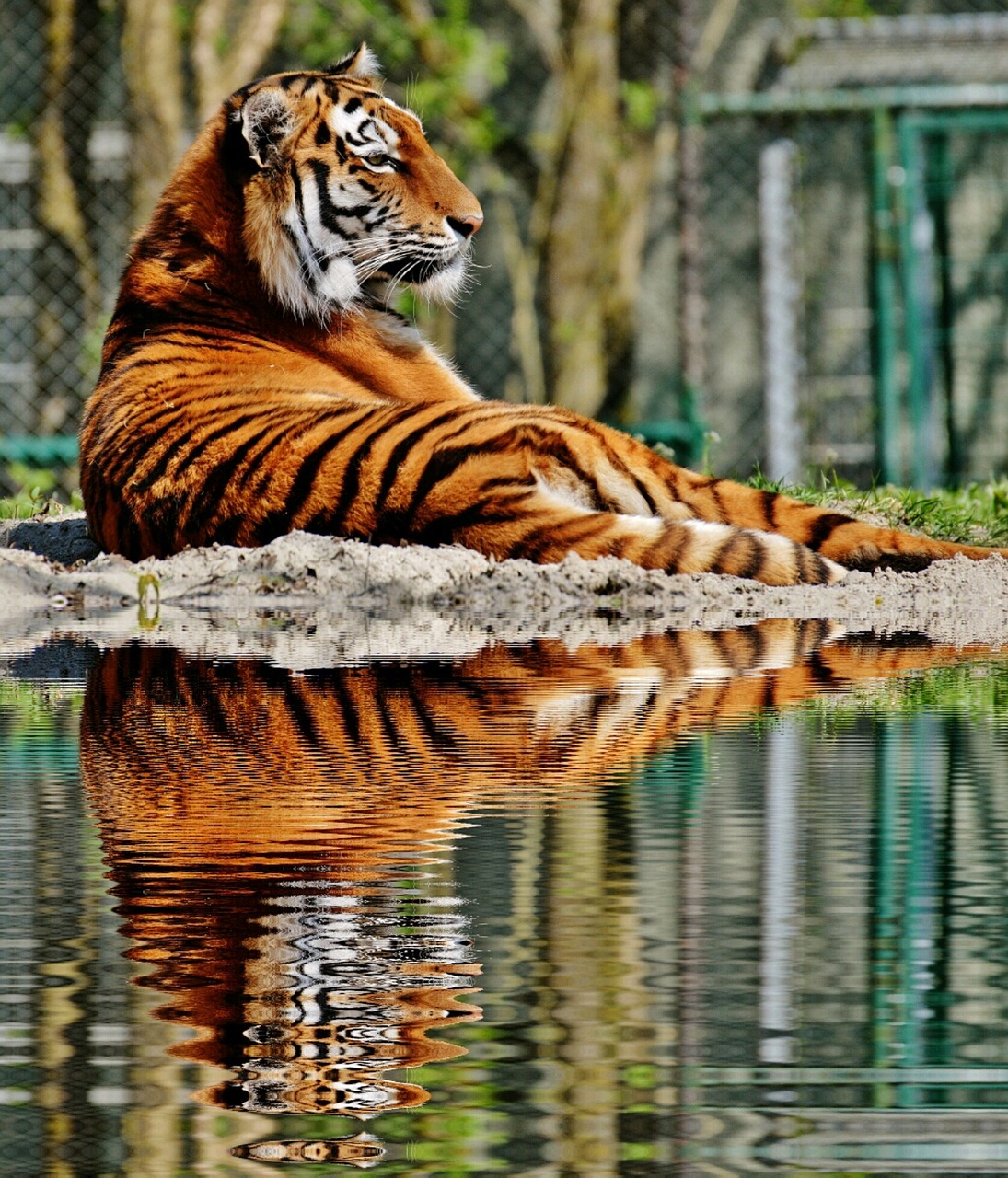 Picture of a majestic tiger - About Wild Animals