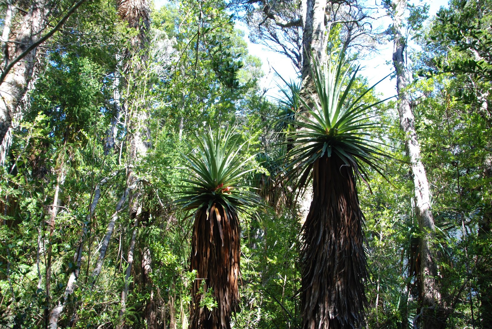 Travelling not soliciting: Tasmania