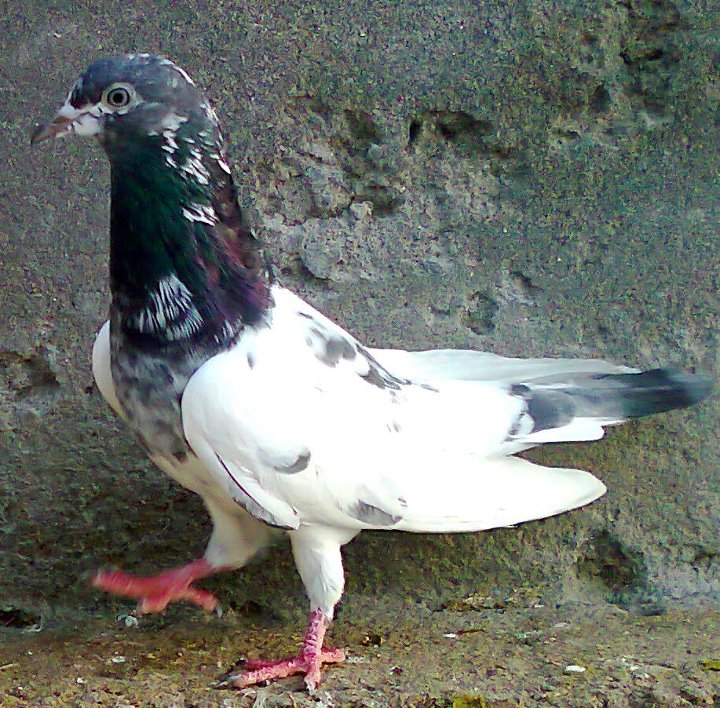 Pakistan's pigeon racers | Pakistan Defence