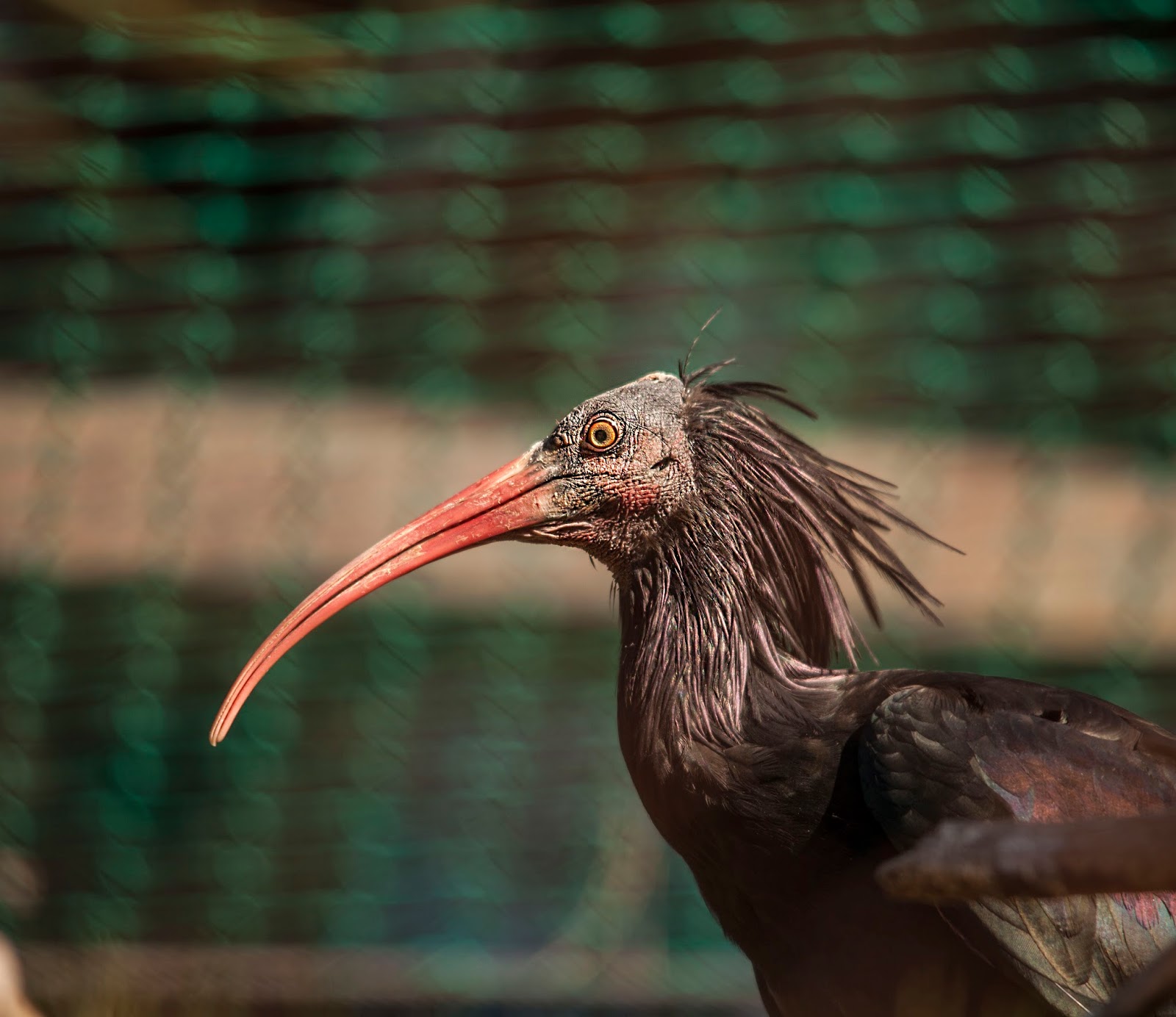 DANIEL ARENAS: ibis eremita. cadiz 2017