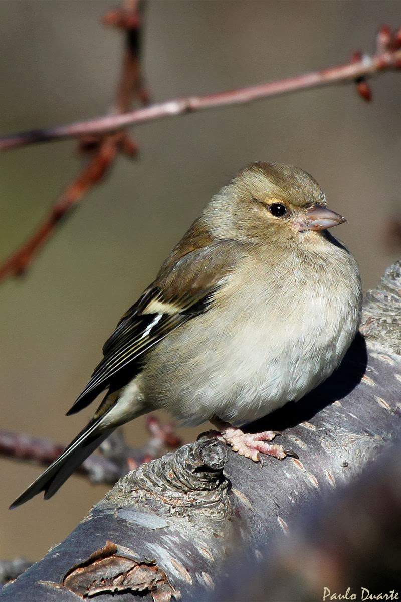 A arte de debicar: Tentilhão-comum