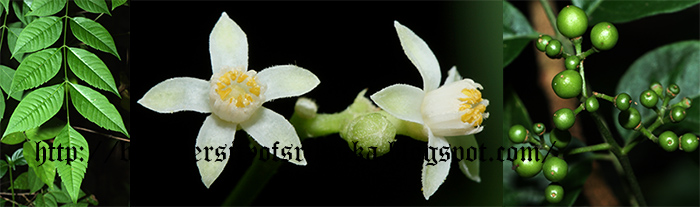 Biodiversity of Sri Lanka: හල් බැඹිය[Hal bebiya] (Cipadessa baccifera)