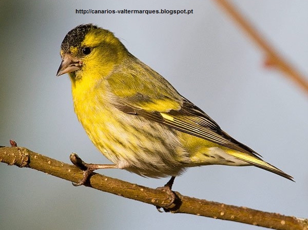 Canarios Marques: Lugre ( Carduelis Spinus )