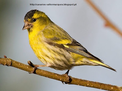 Canarios Marques: Lugre ( Carduelis Spinus )