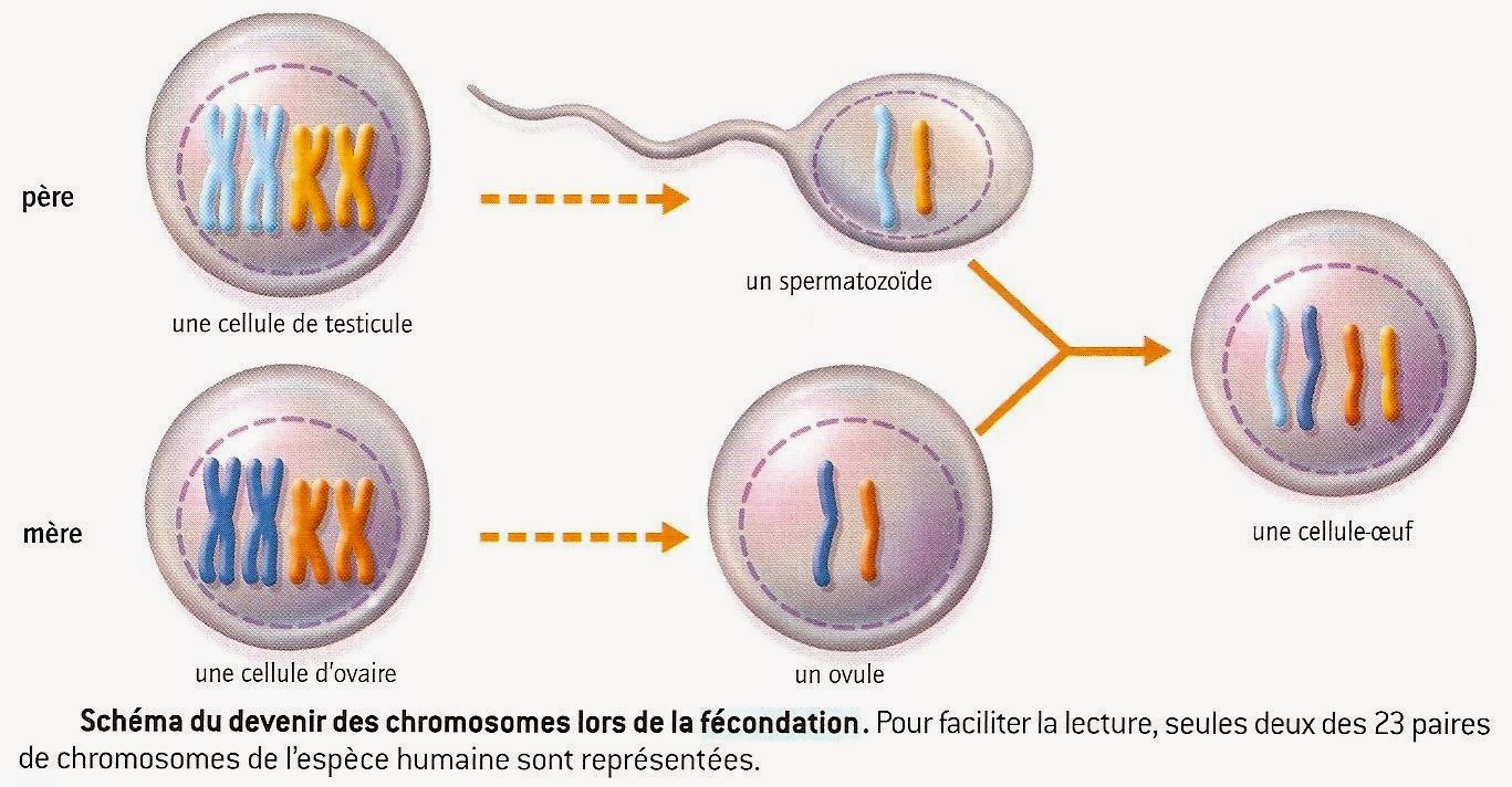 SVT.RAVEL: Troisième