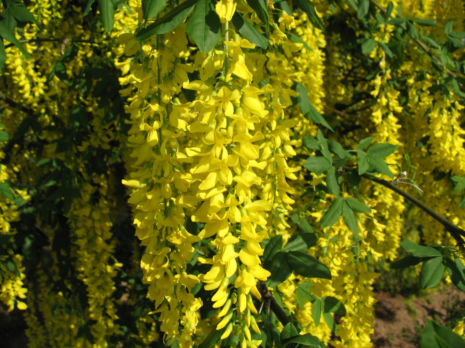 Roses du jardin Chêneland: Cytise laburnum X watereri "Vossii"
