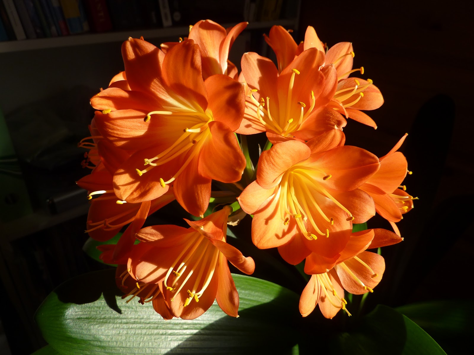 Puutarha on kotini: Kliivia puhkesi kukkaan