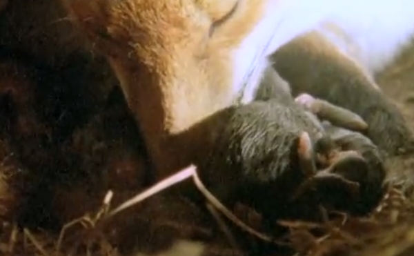 White Wolf : Hidden Cameras Capture Red fox giving birth (Video)