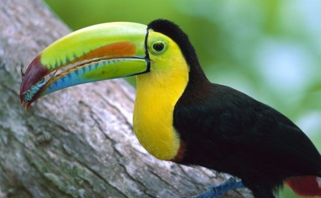 Imágenes del mundo animal: Tucan