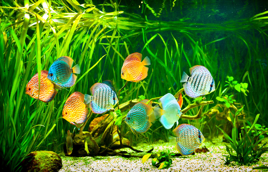 Popular Fresh Water Aquarium Fish? |MyRokan