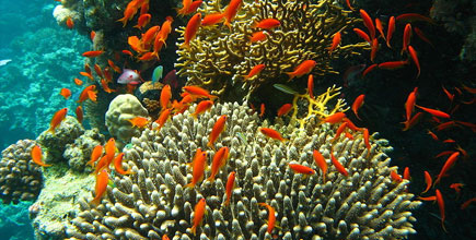 'ZIEN EN WETEN': GROOT BARRIÈRERIF EN KORAAL. WAT, WAAR EN HOE