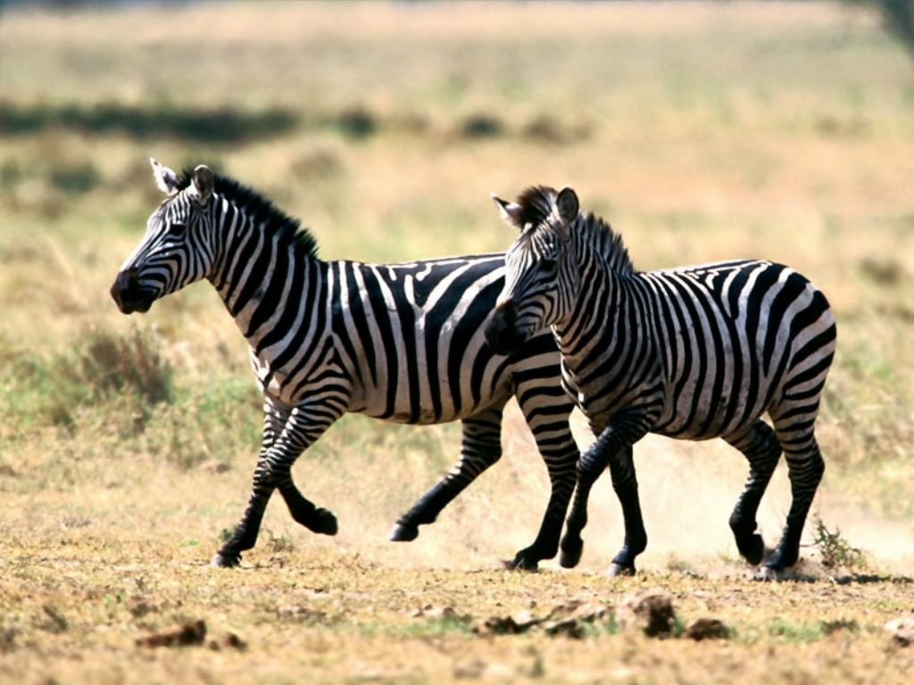 AFRIŠKE ŽIVALI: ZEBRA (Hippotigris)