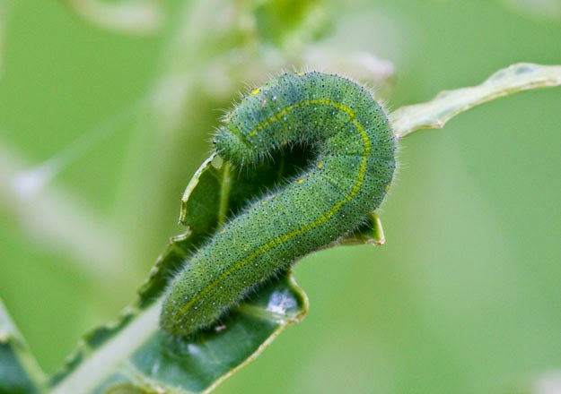 Beetle Boy's BioBlog: Species of the Week: Lysibia Wasps