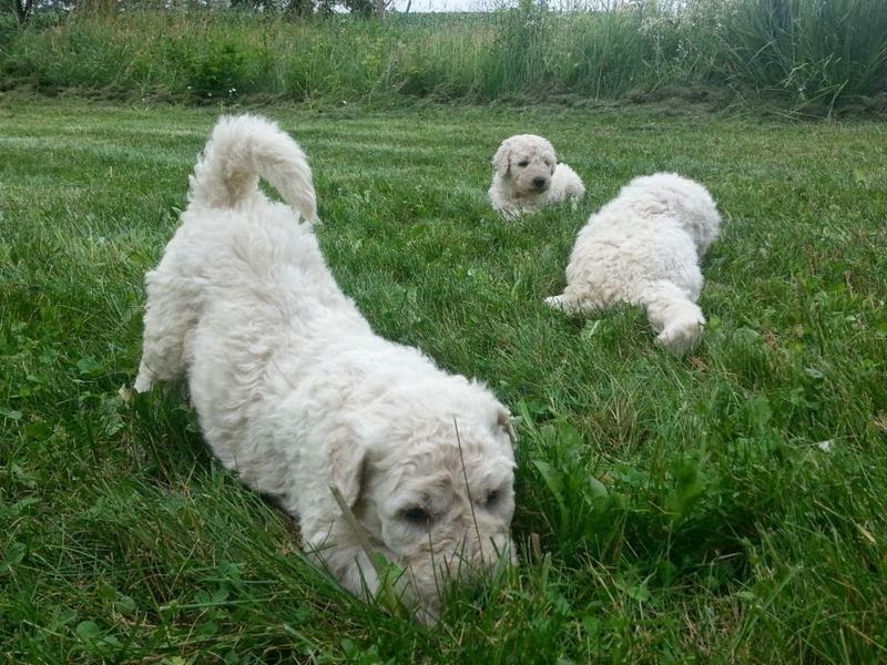 Welcoming a Komondor Puppy! | Dans le Lakehouse