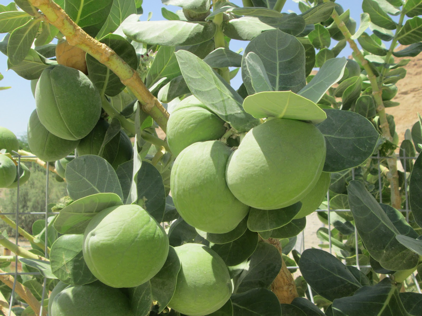 Garden Notes from Hawaii: Crown Flower (Calotropis gigantea)