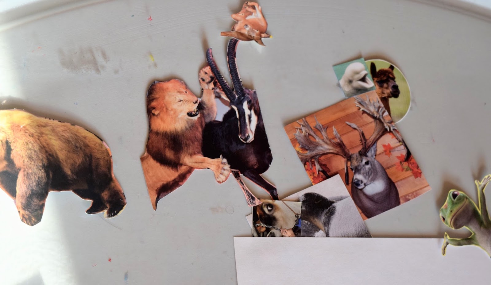 Sindhu's cocoon: Magazine Cut Animals Collage