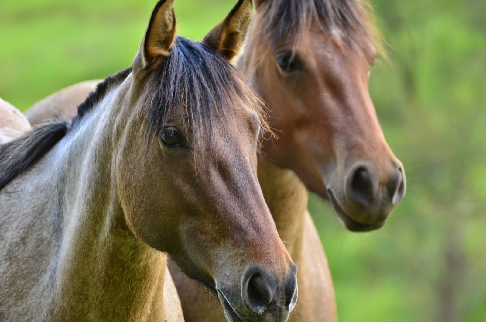 Mormo no Brasil: Audiência sobre Exame do Mormo acontece em Uruguaiana/RS