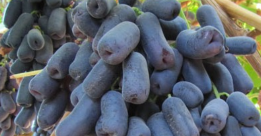 mams garden nursery: Anggur Sapphire (Black Seedles)