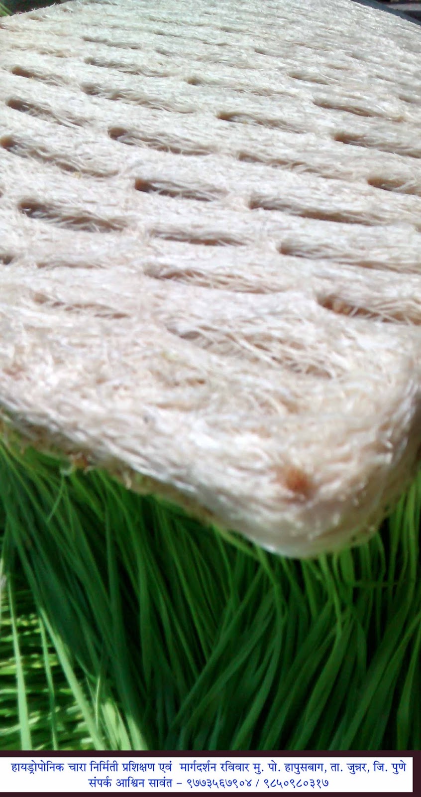 Hydroponic Fodder System Training from Ashwin Sawant: Easy Techniques ...