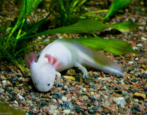 animales contentos: Axolote mexicano