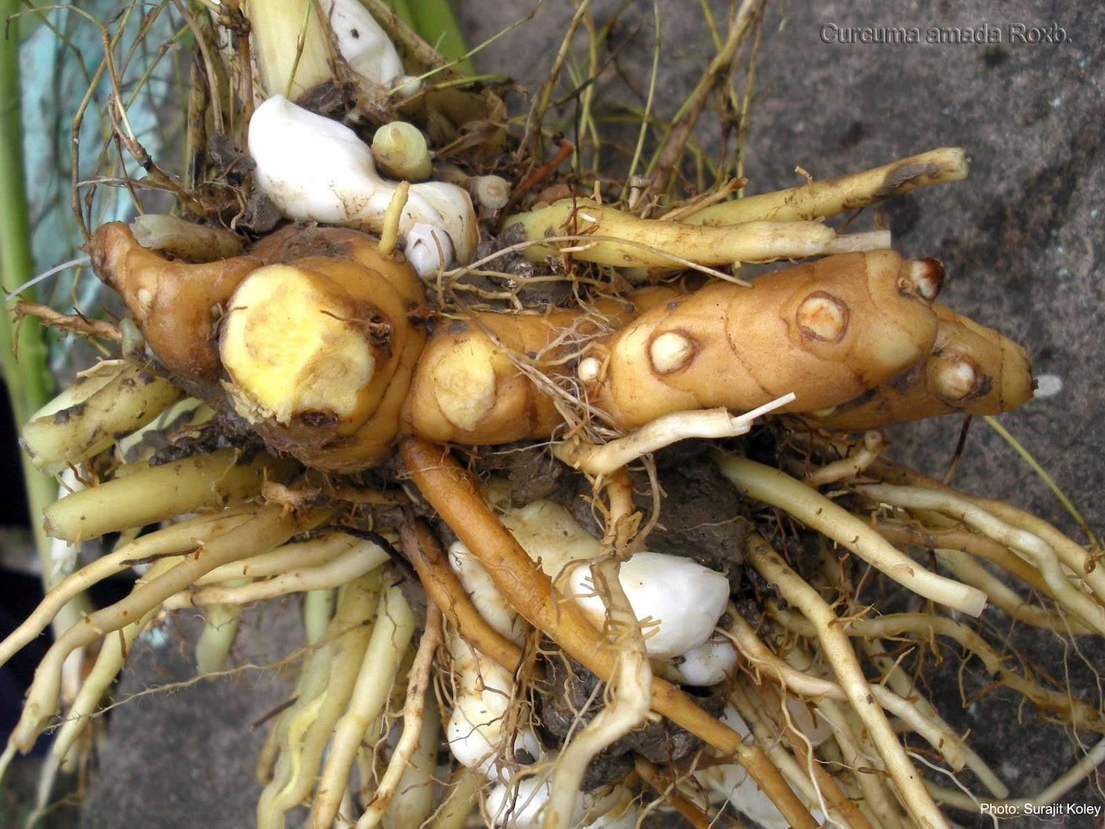 Naturalism - the Eighth Sense: Turmeric (Luyang dilaw) Curcuma longa ...