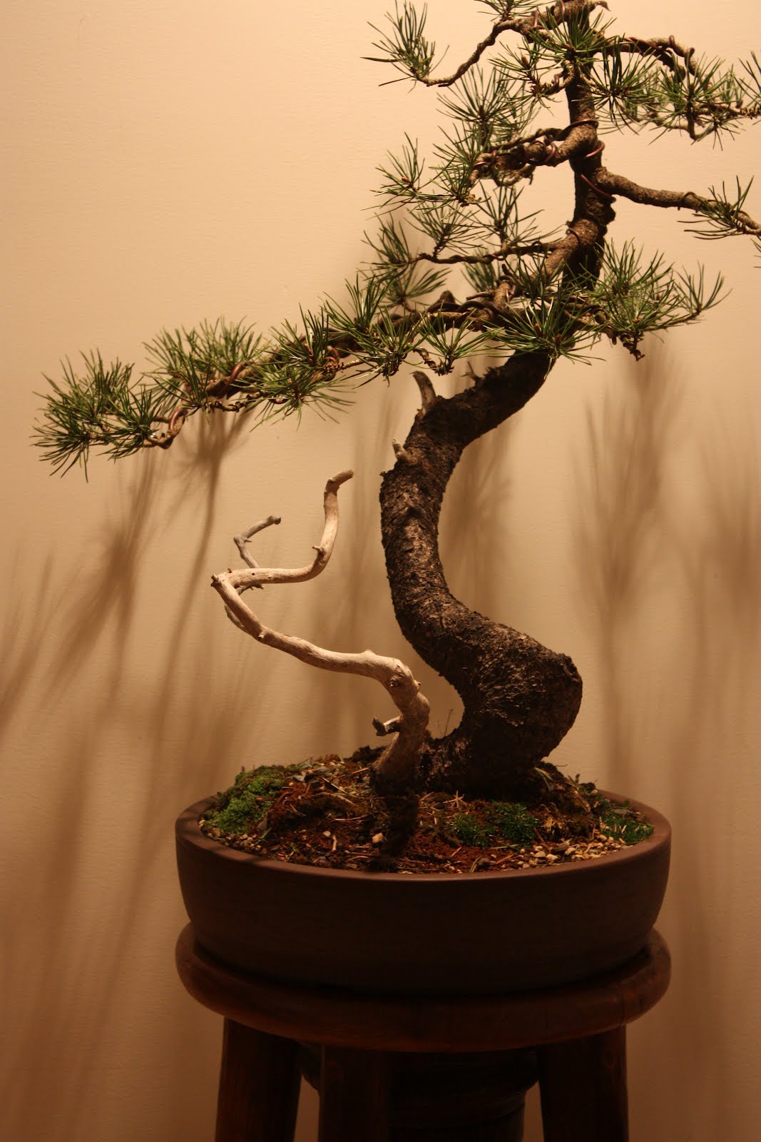 Woodland-Bonsai: Pinus contorta contorta, Shore pines, collected.