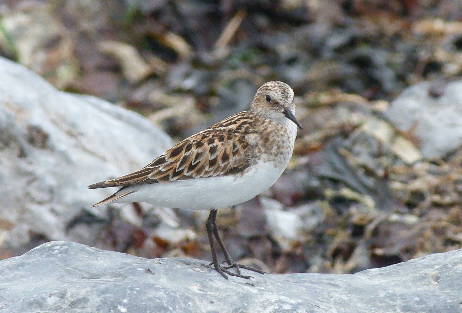 Kerry Birding: Curlew Sandpiper & Little Stint, Black Rock