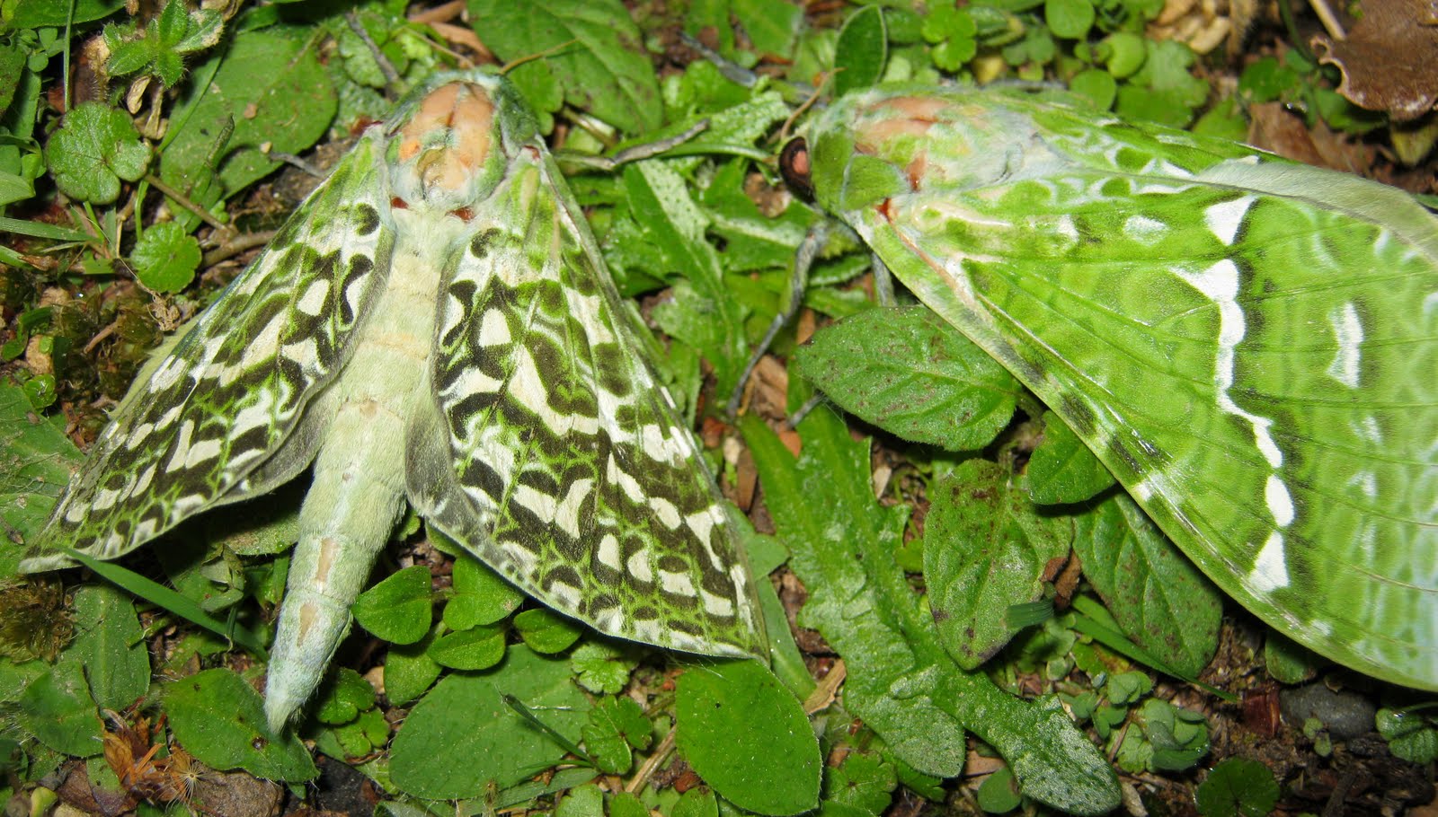 Hamish's wild world of insects: New Zealand ghost moths