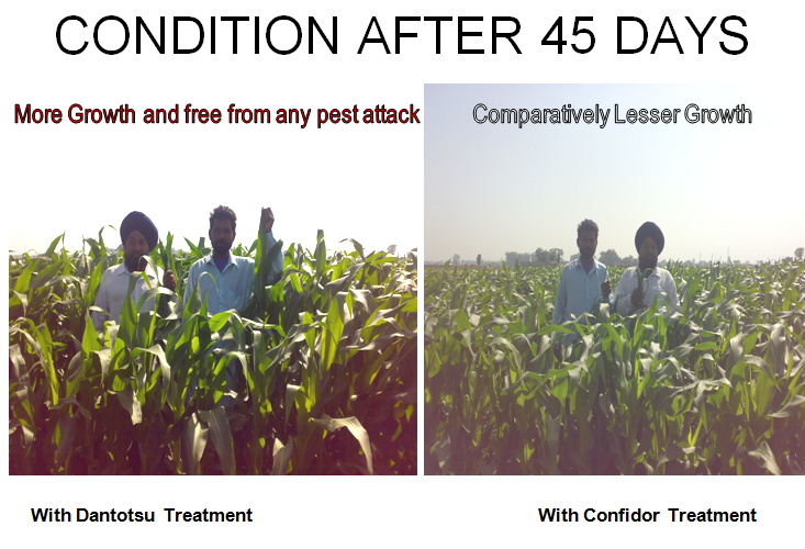 Seed Treatment of Maize: Seed Treatment of Maize