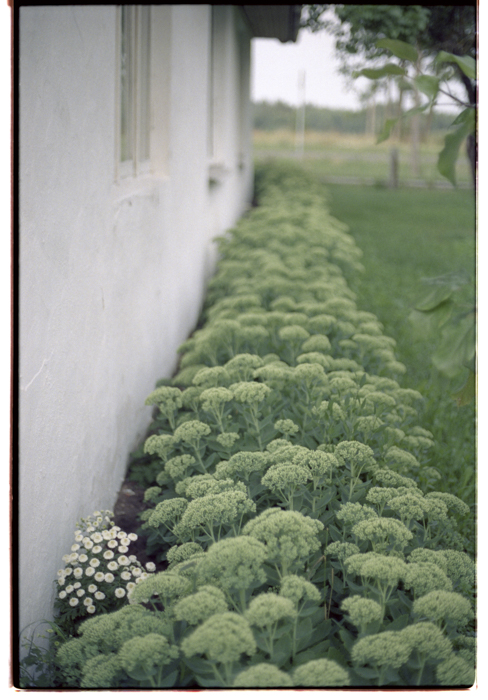 Tulp ja tulp: KAUNIS KODUAED 12