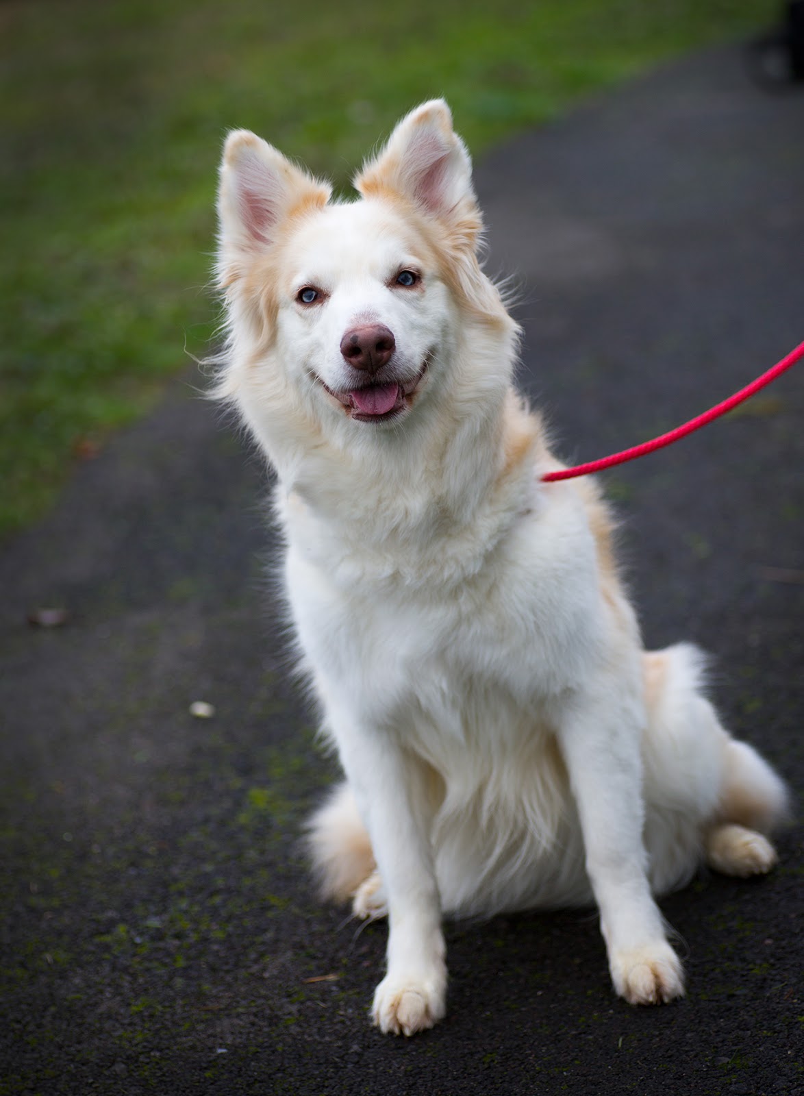 Shelter Dogs of Portland: "PEARL" New Pics "special needs" Blind ...