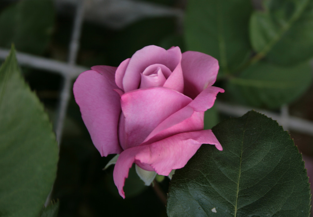 Viaggiare con me: Il significato dei fiori :ROSA LILLA