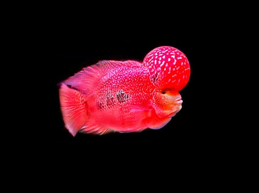 FLOWERHORN FISH photos - wallpapers (ανανεωμένο) | the fun bank