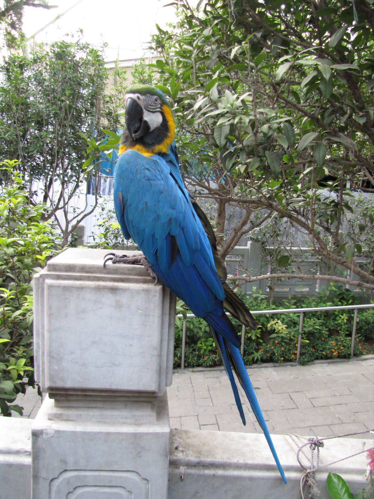 Weapon of Mass Imagination: Hong Kong's Bird Market