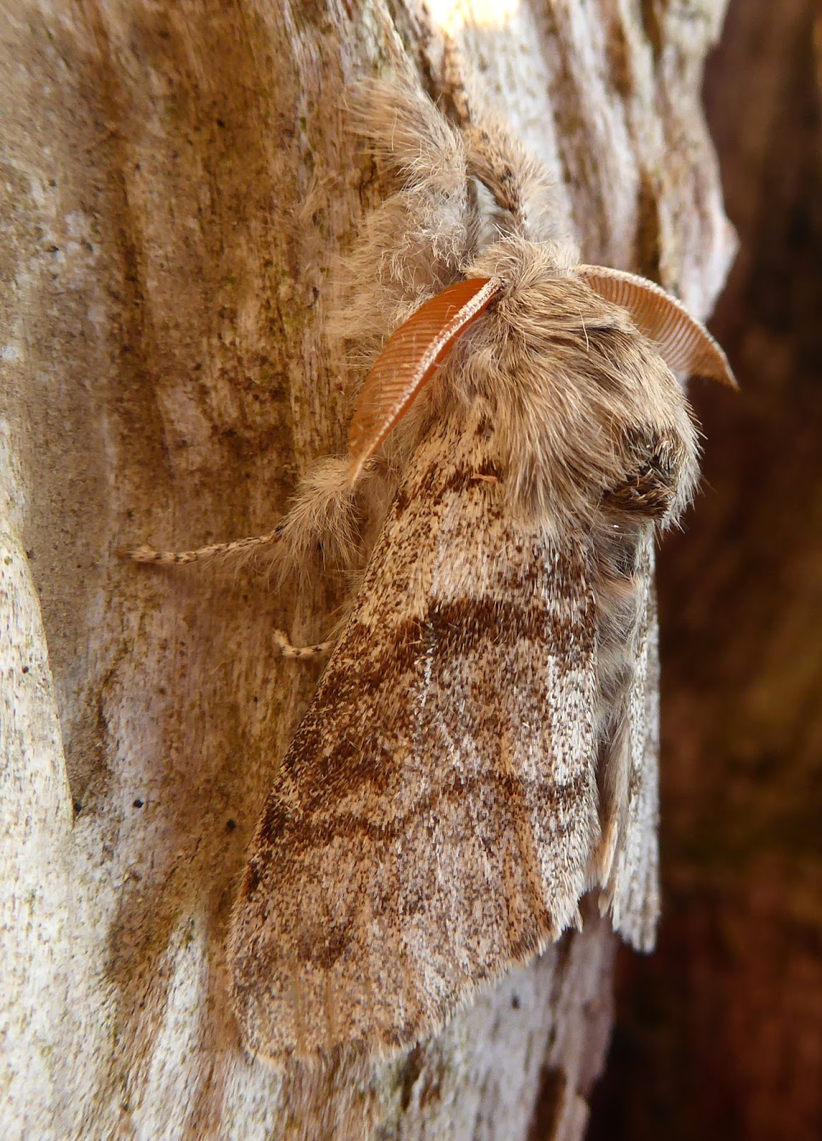Julia Garner : Spectacular and fluffy summer moths....