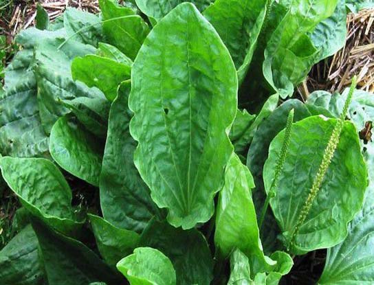 DAUN SENDUK ~ Cara pengobatan Alami Herbal DAUN SENDUK ~ Cara pengobatan Alami Herbal