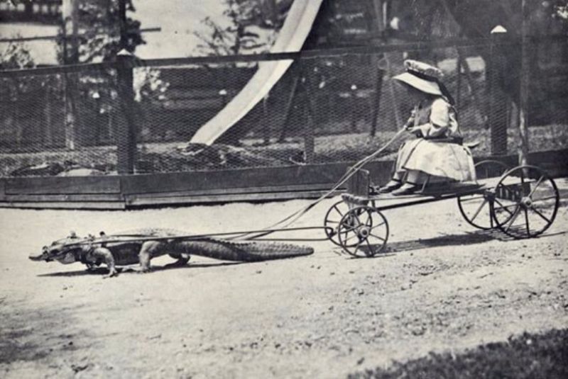 27 Incredible Vintage Photos of People Posing With Alligators, Even ...