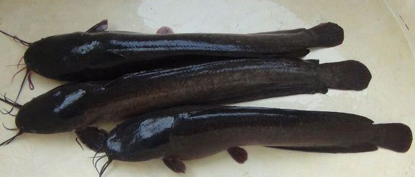 Jenis Ikan lele Mutiara