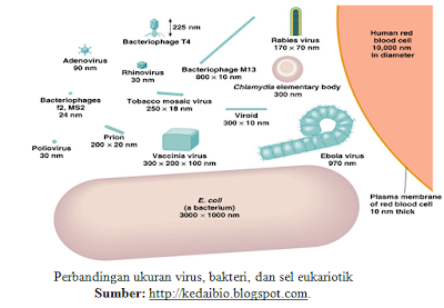 Ukuran Tubuh Virus - BELAJAR BIOLOGI