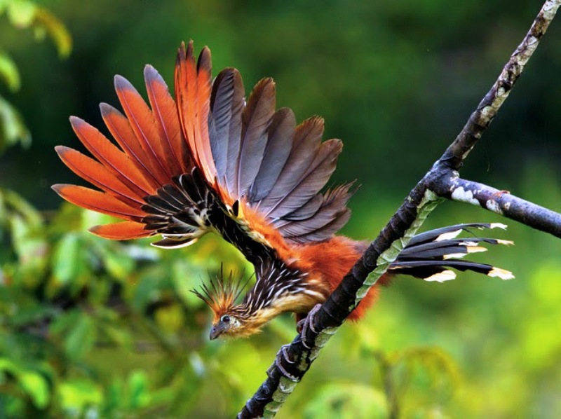HOATZIN photos-wallpapers | the fun bank