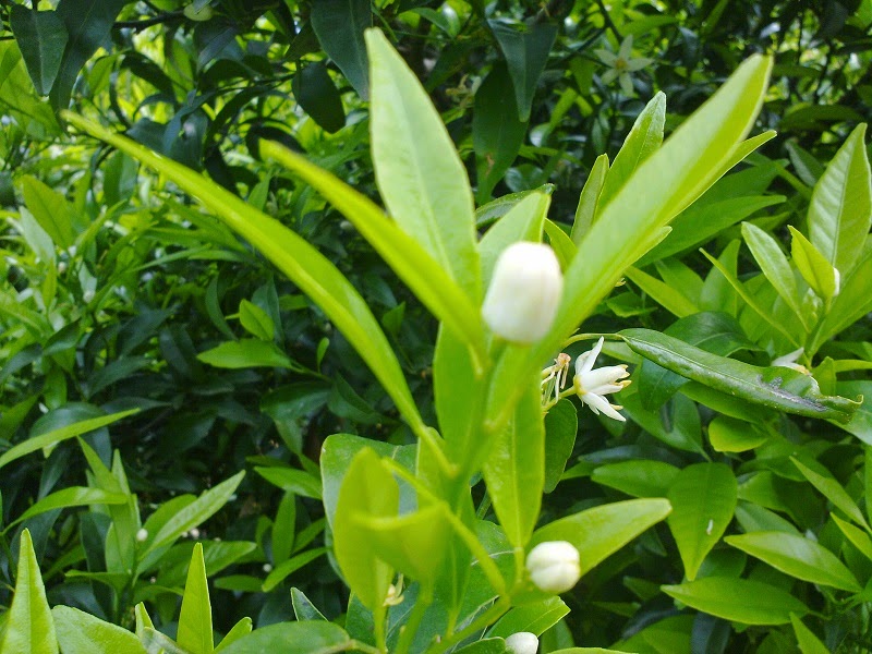 EDYPRO biotecnología: mayo 2015