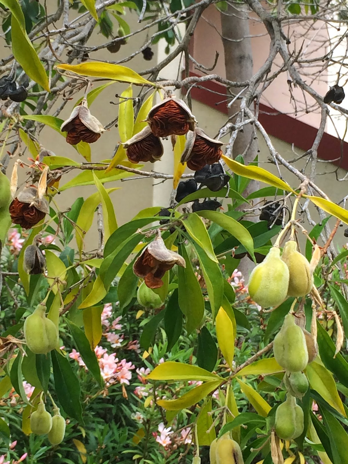 Trees of Santa Cruz County: Hymenopsorum flavum - Sweetshade