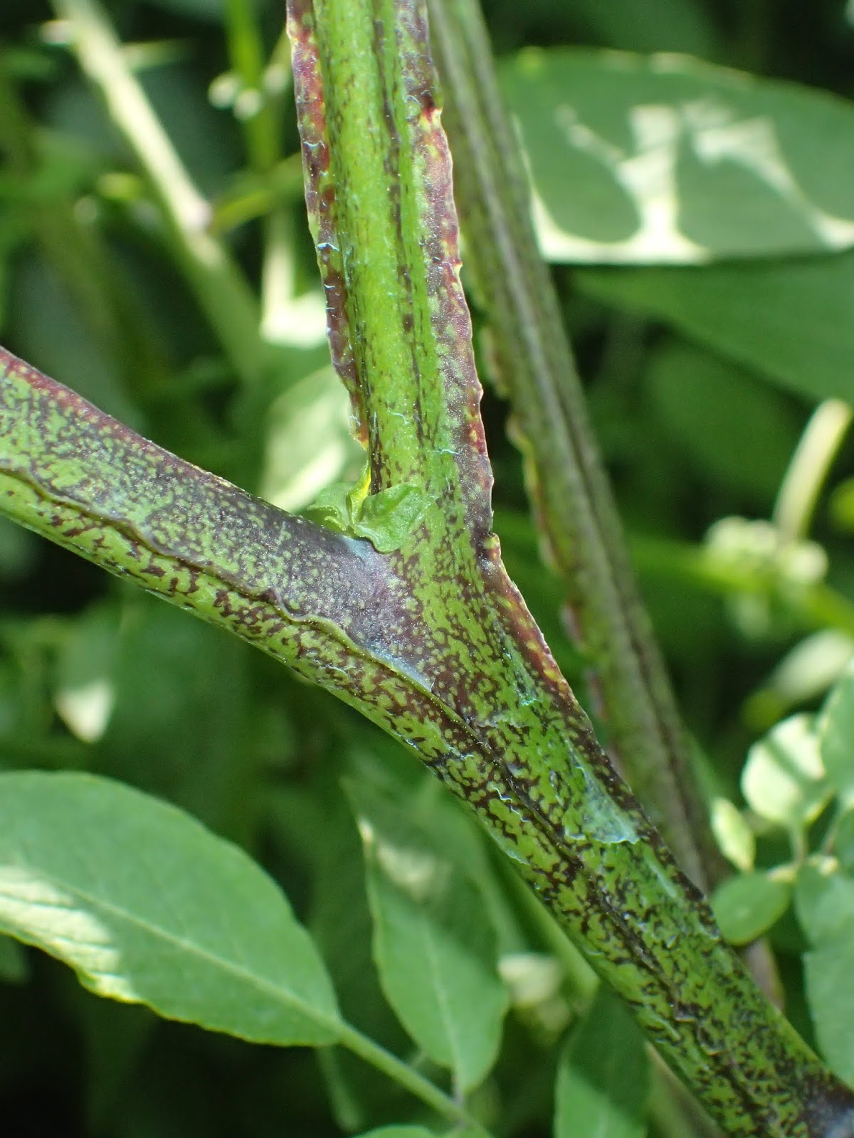 Scirpidiella's Plants: Wild potato species (Solanum sect. Petota) - part II