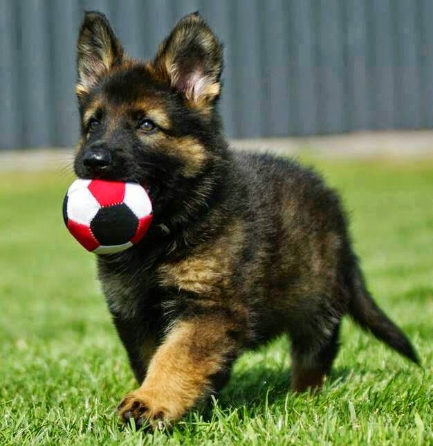 German Shepherd Puppy Playing Ball ~ Picture of Puppies