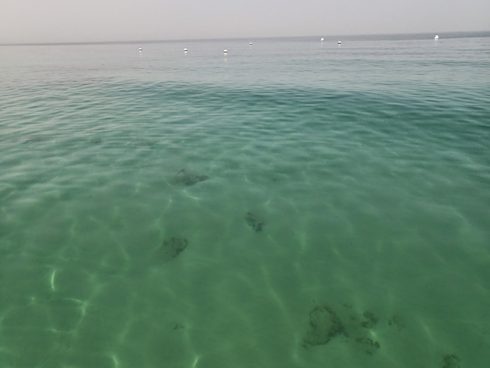 Athens Nature Journal: Kuwait: Near shore reefs